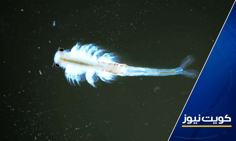 هيئة البيئة: الروبيان الملحي ينتشر بكثرة في محمية الجهراء والبرك ...